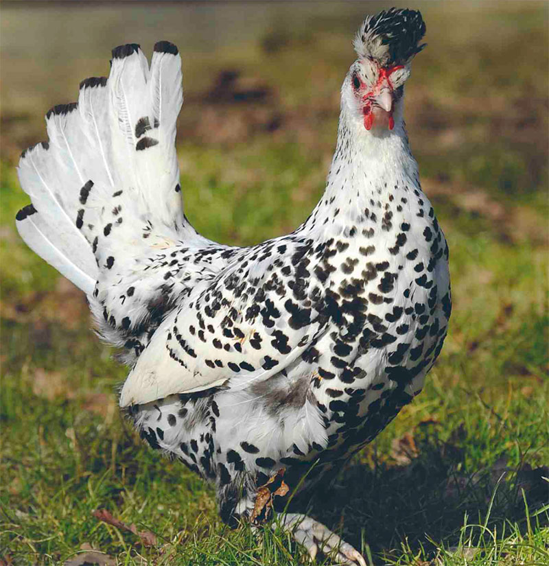 Buying guide - Appenzeller Spitzhauben | Pocketmags Discover